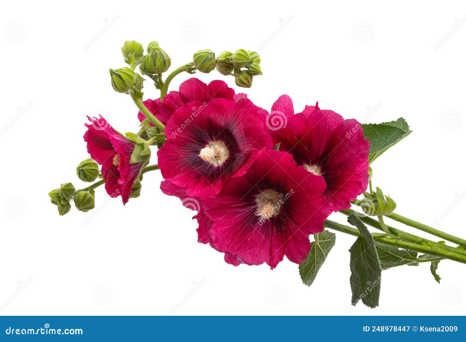 Red Mallow Flowers Isolated Stock Image - Image of decoration, petal ...