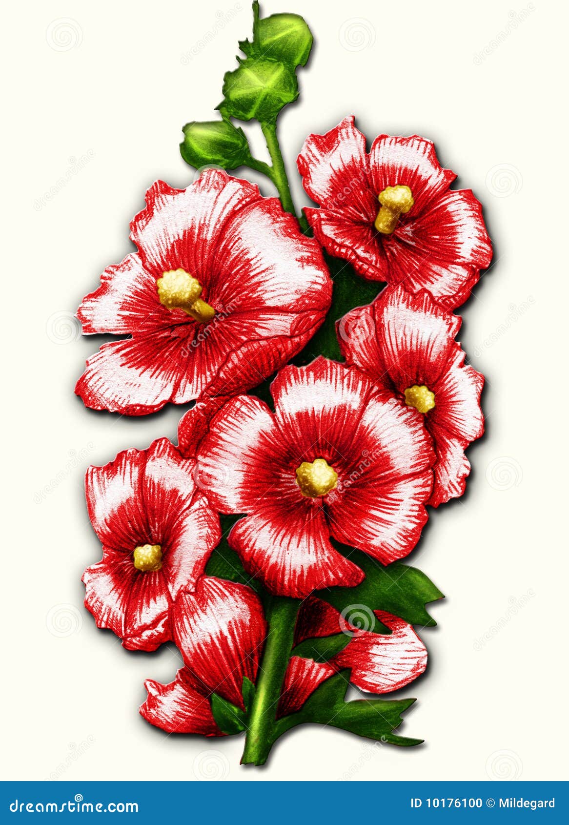 Red mallow on white stock illustration. Illustration of nature - 10176100