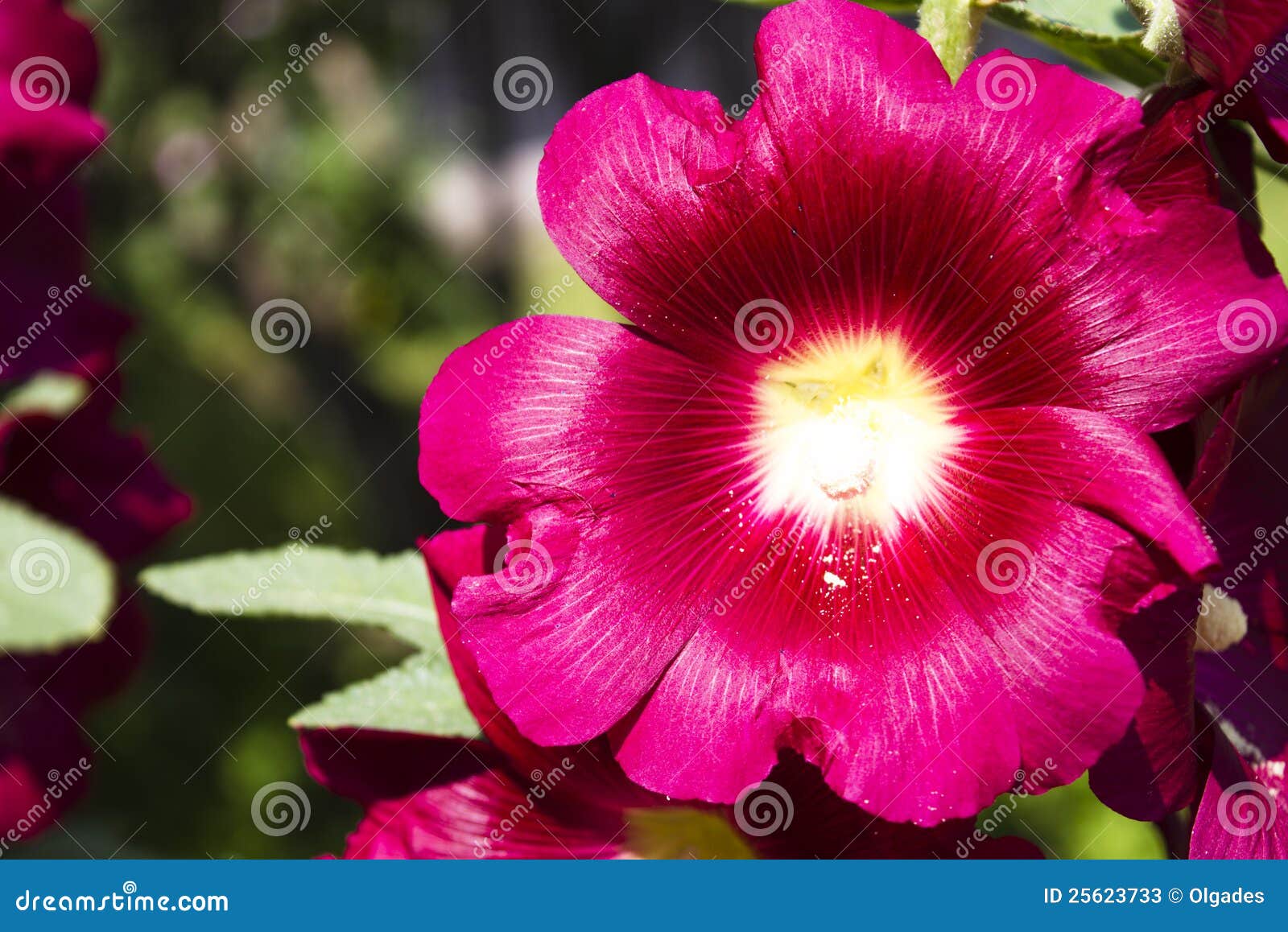 Red Malva stock image. Image of mallow, gardening, malvaceae - 25623733