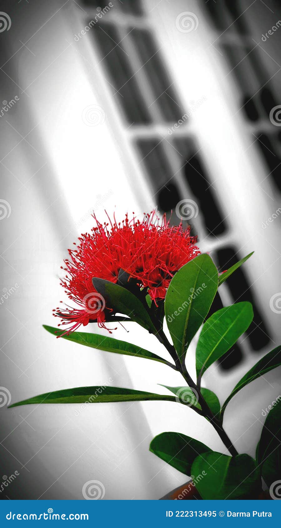 Red mamba flower stock image. Image of produce, bouquet - 222313495