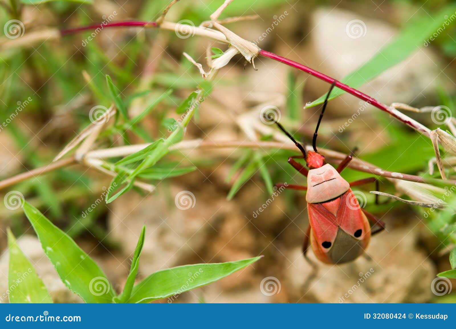 The Red Man-faced Bug or Catacanthus Incar Natus Drury Stock Photo ...