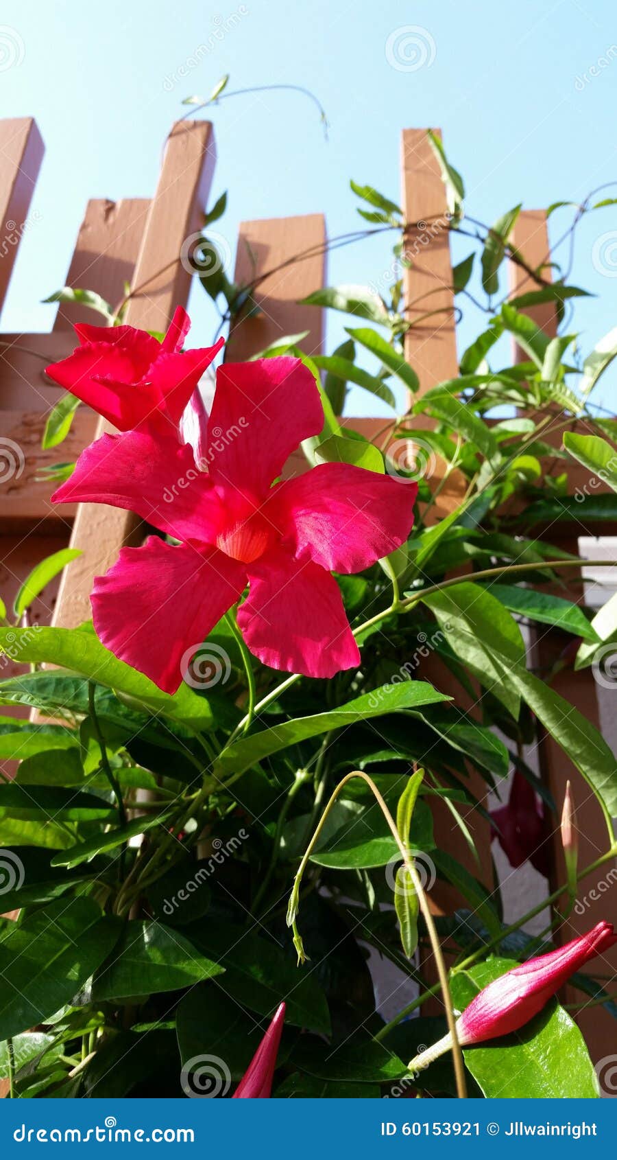 Red Mandevilla stock image. Image of sunlit, bloom, garden - 60153921