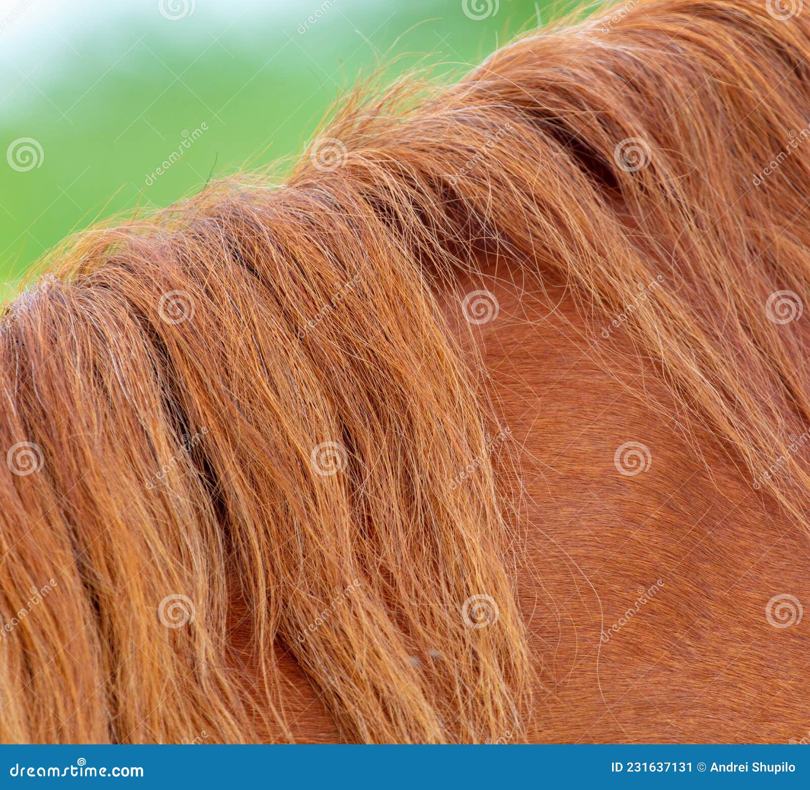 Red Mane on the Horse& X27;s Neck. Stock Image - Image of equine, neck ...