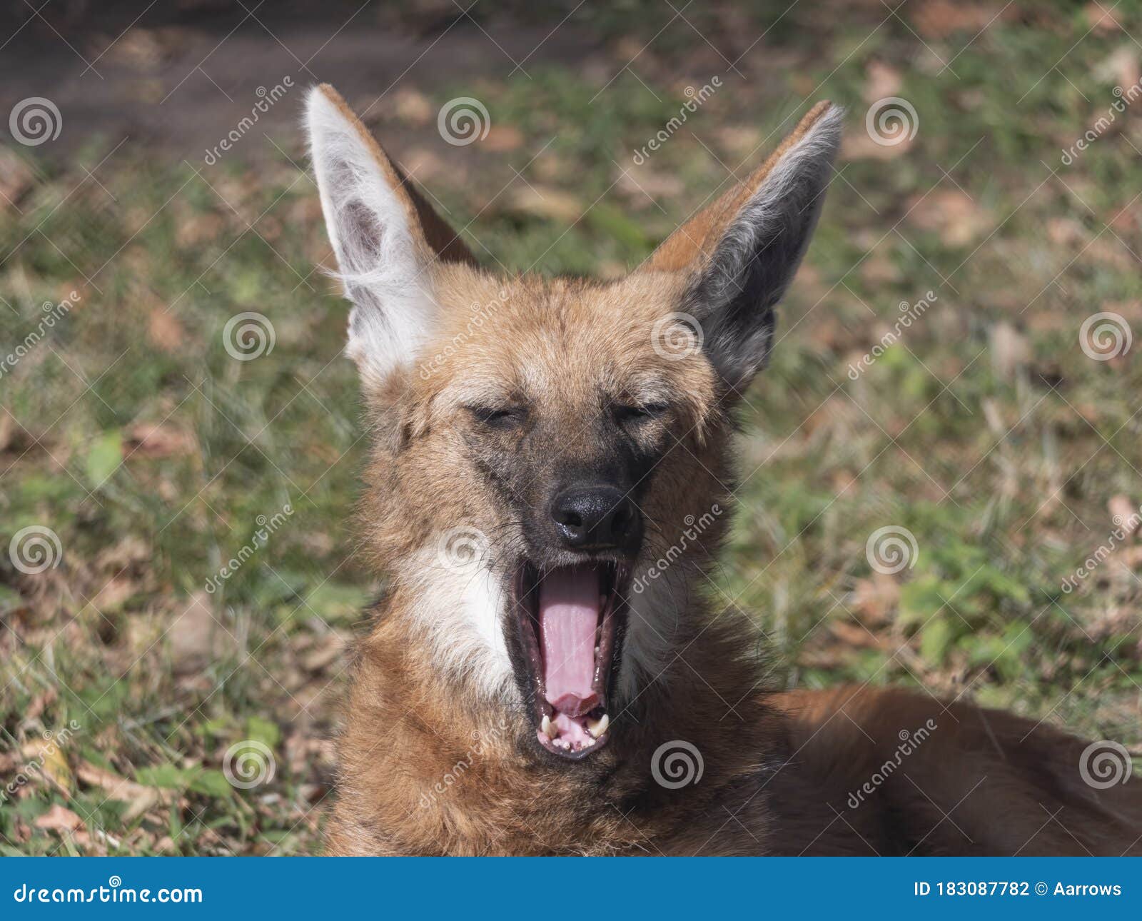 Red Maned Wolf in the Captive Animal Portrait Stock Photo - Image of ...