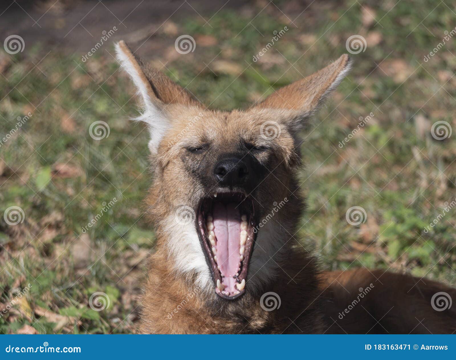 Red Maned Wolf in the Captive Animal Portrait Stock Image - Image of ...