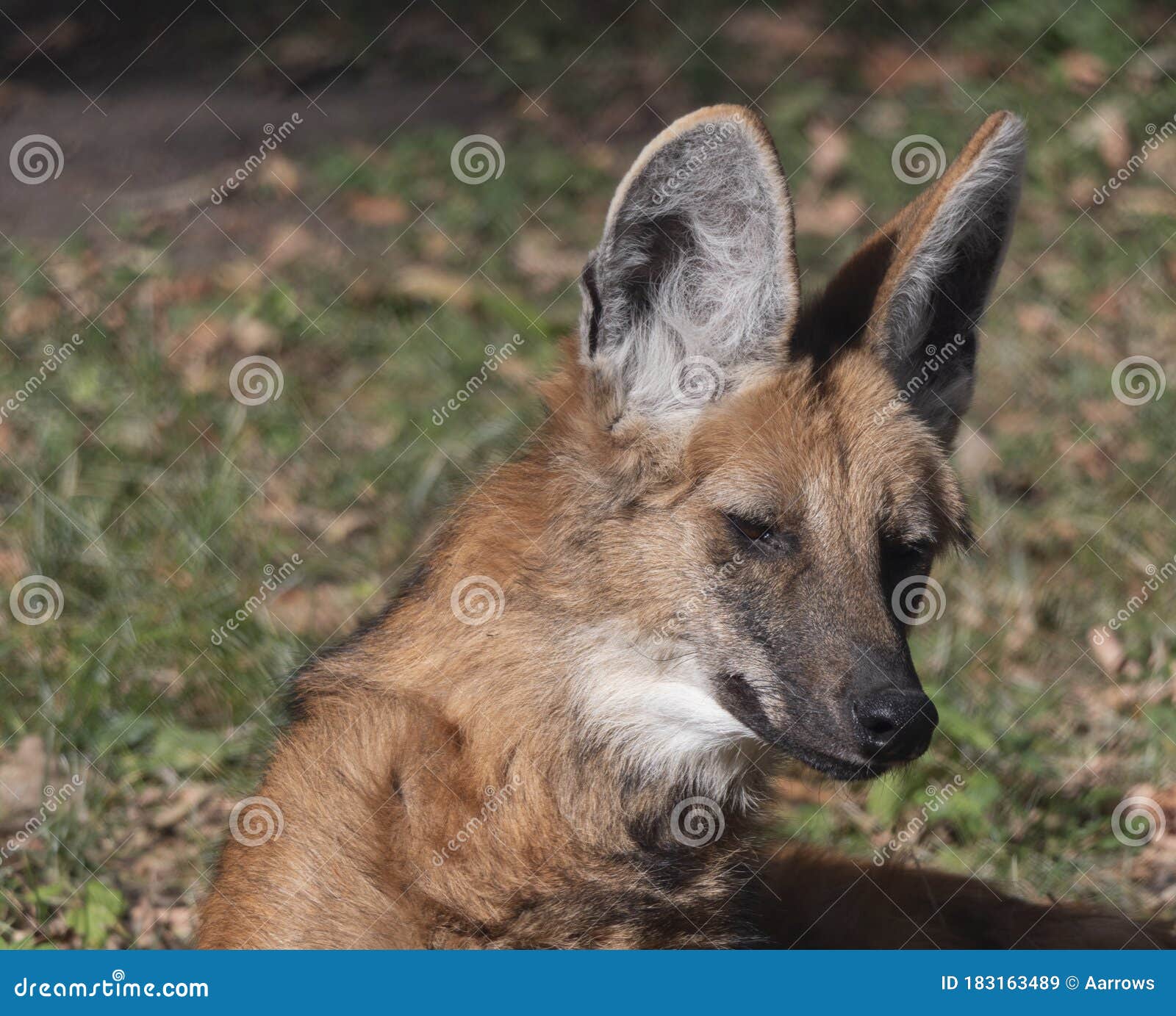 Red Maned Wolf in the Captive Animal Portrait Stock Image - Image of ...
