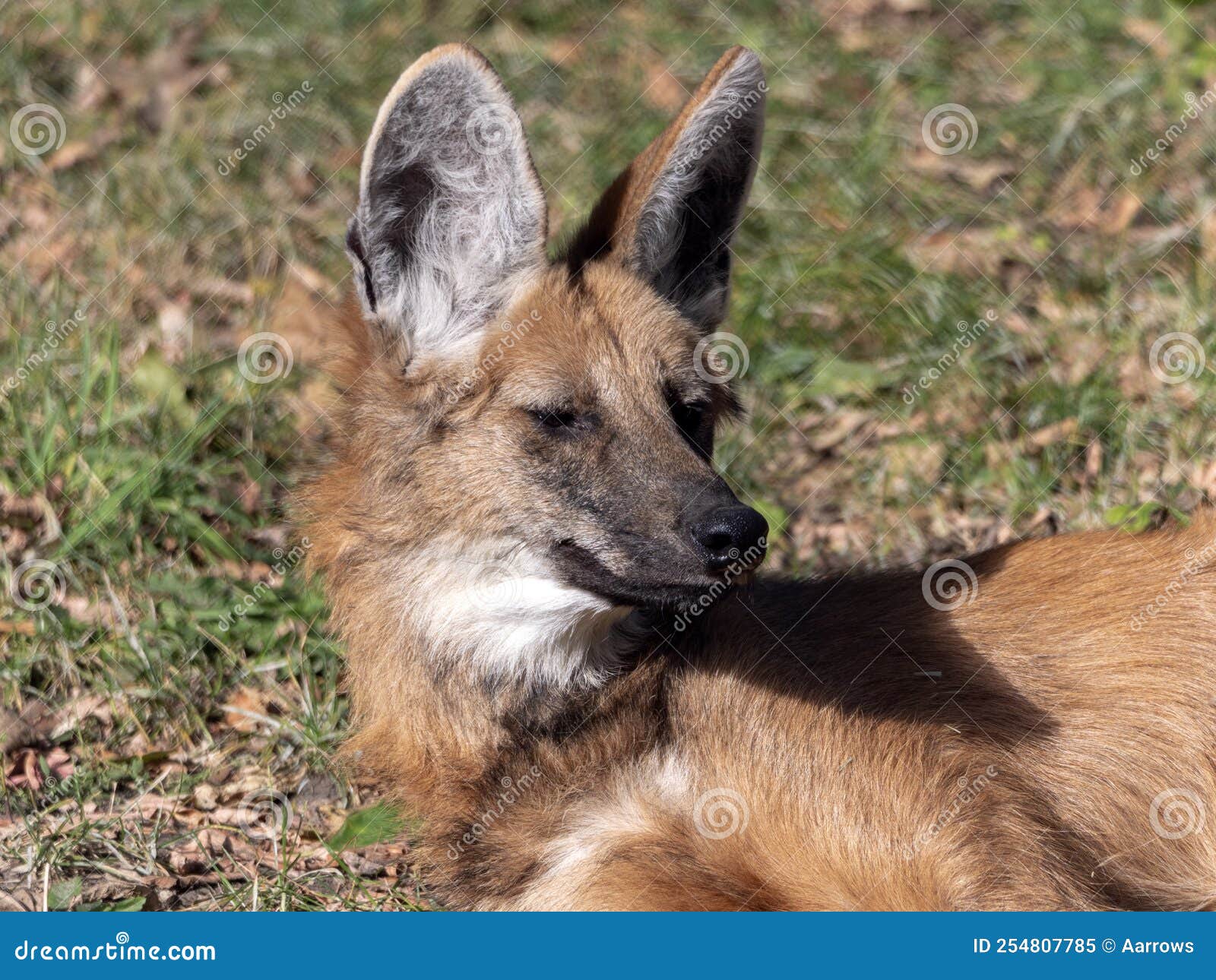 Red Maned Wolf in the Captive Animal Stock Image - Image of look, scare ...