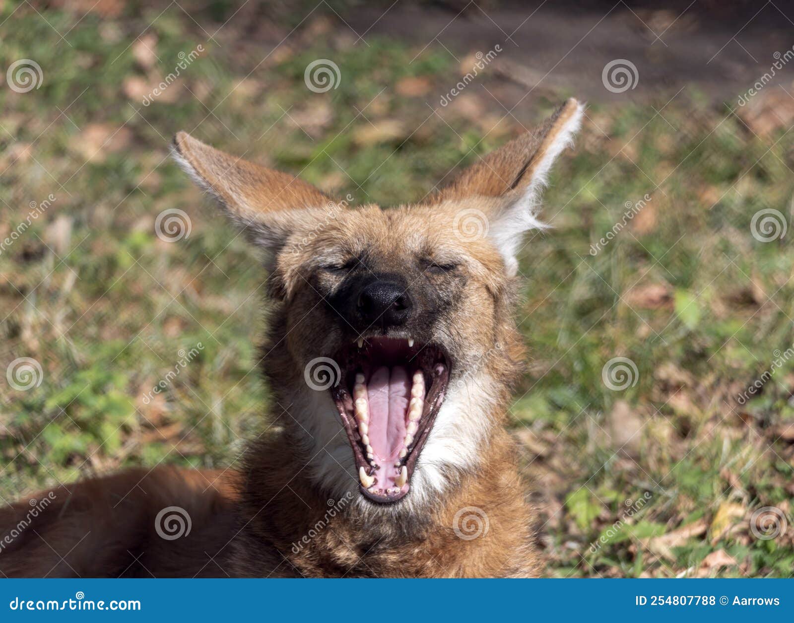 Red Maned Wolf in the Captive Animal Stock Photo - Image of american ...