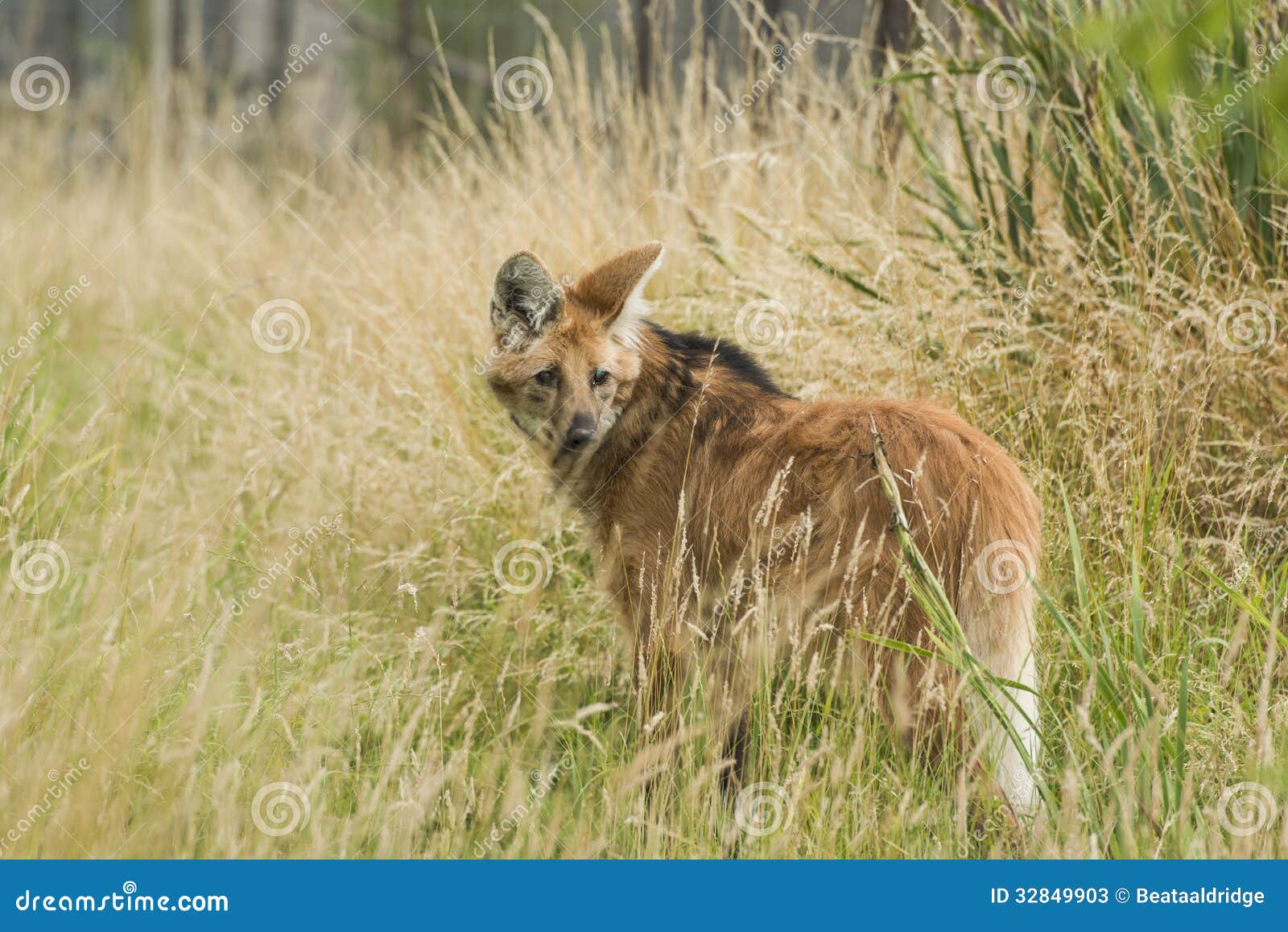 Red Maned Wolf, Chrysocyon Brachyurus Stock Image - Image of green ...