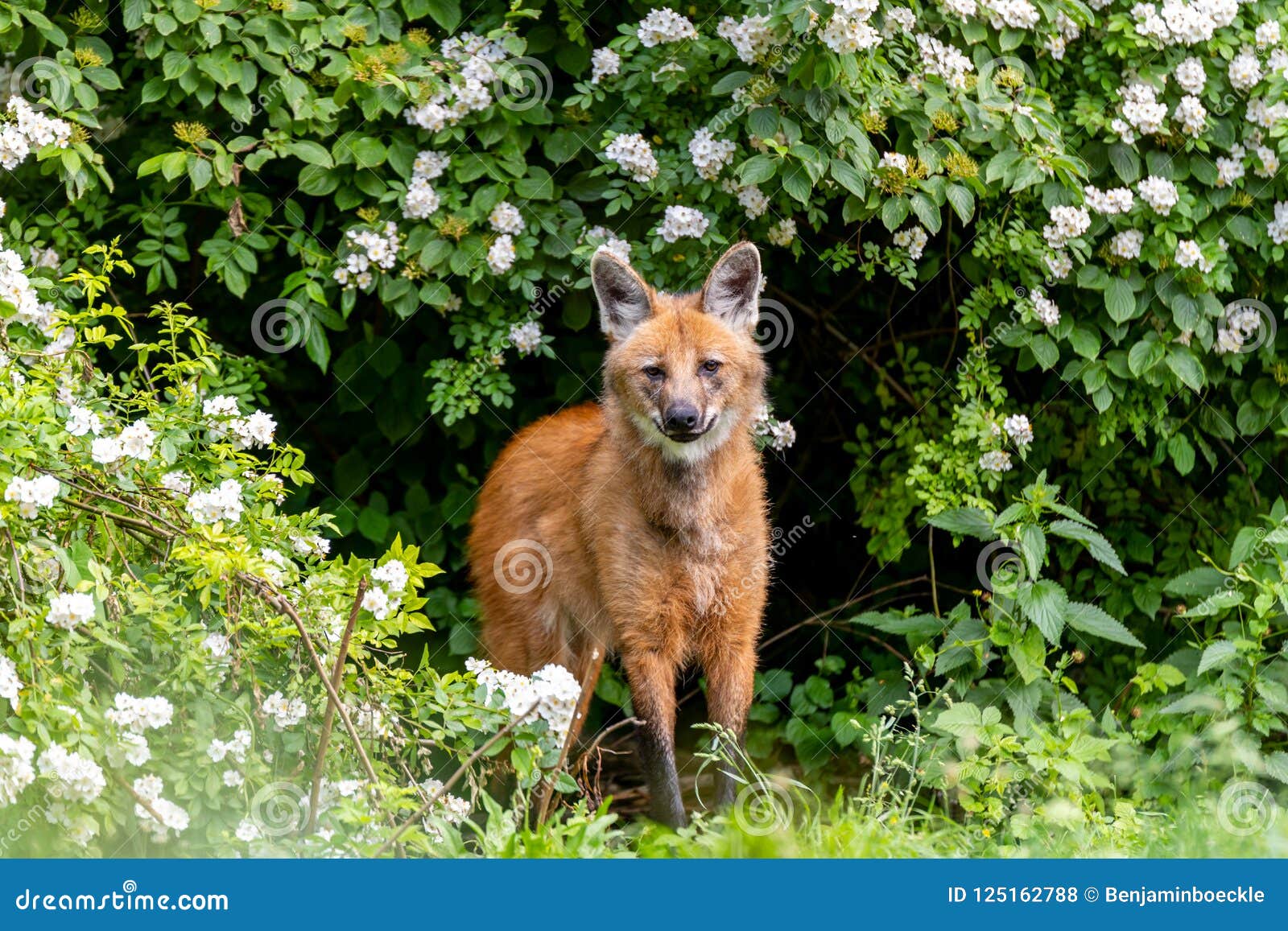 Red Maned Wolf Standing in Front of Its Shelter and Watching Out Stock ...