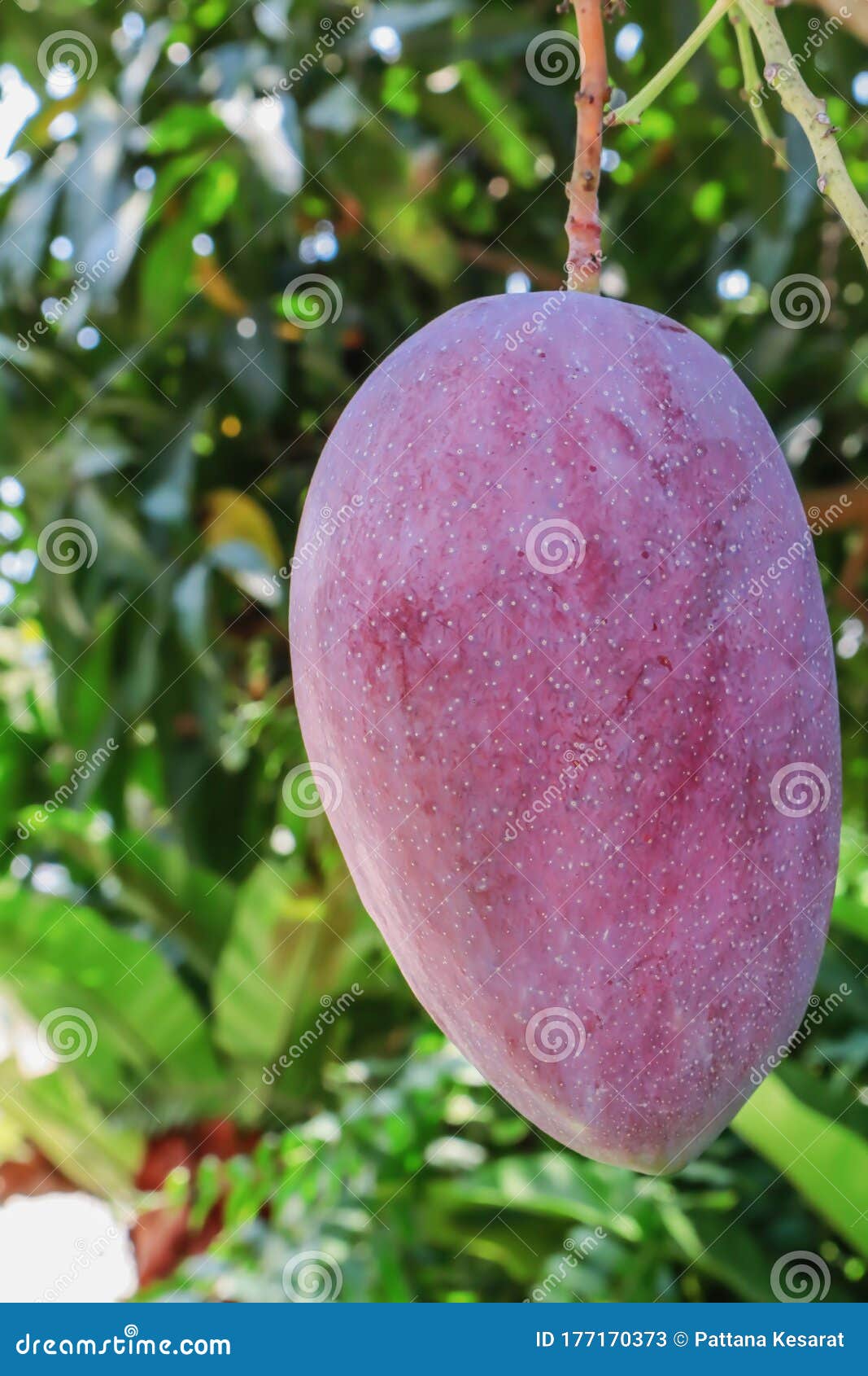 Red Mango Chakkraphat on the Mango Tree Stock Image - Image of harvest ...
