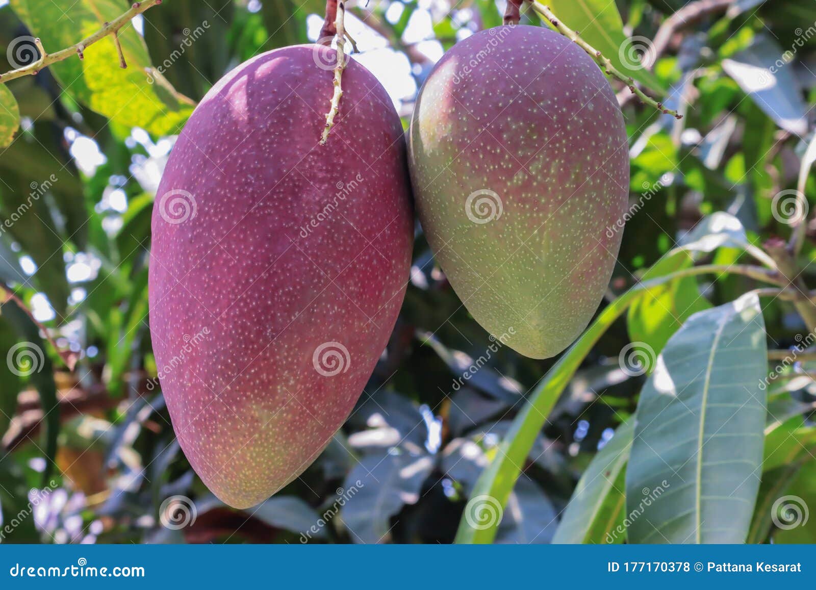 Red Mango Chakkraphat on the Mango Tree Stock Photo - Image of garden ...