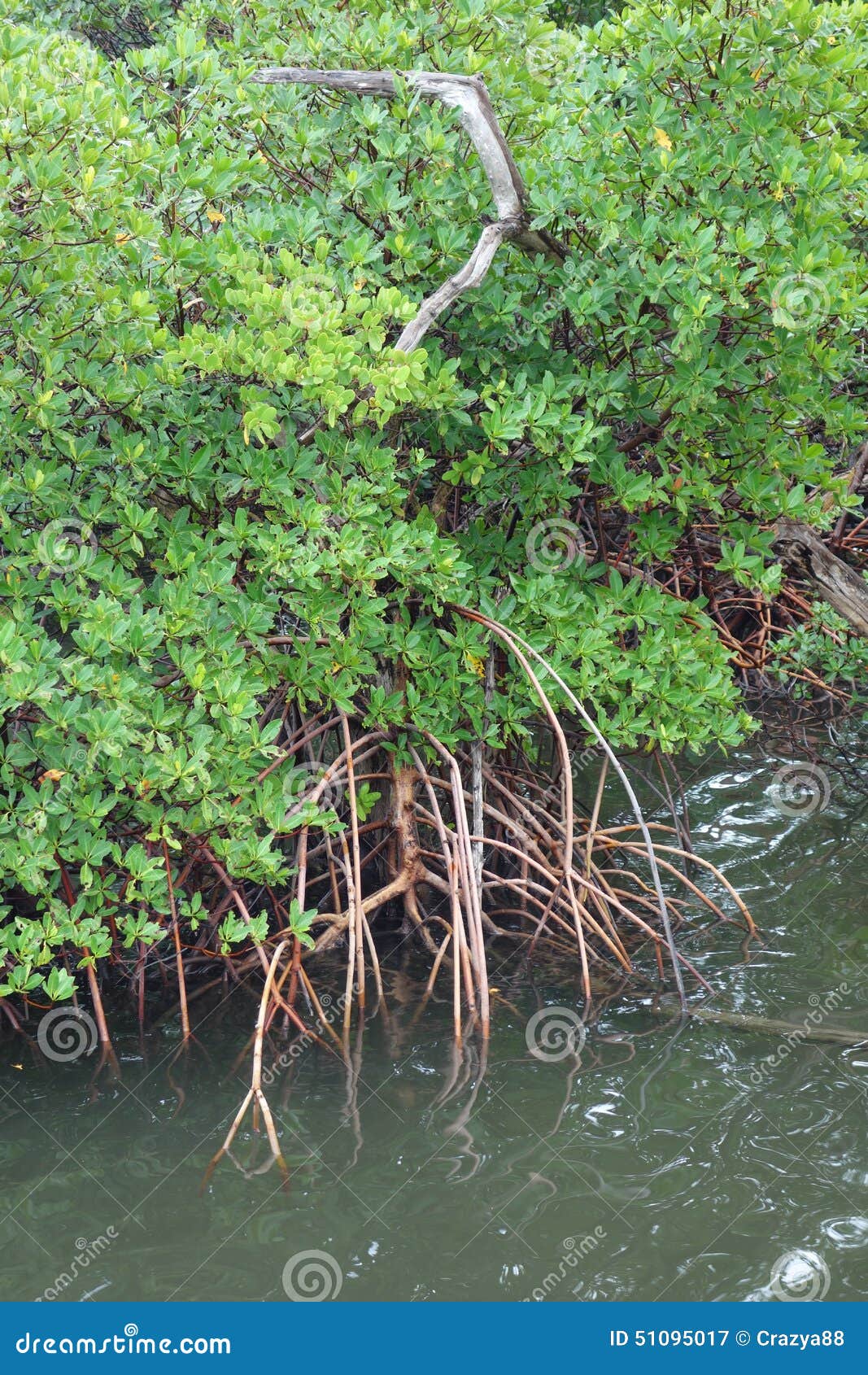 Red mangrove stock image. Image of malpighiales, river - 51095017