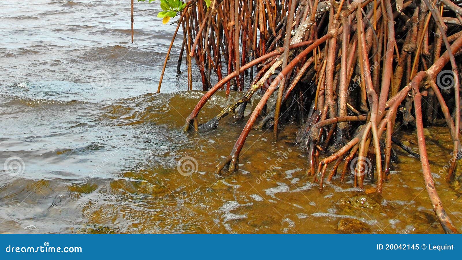 Red mangrove roots stock image. Image of roots, coast - 20042145