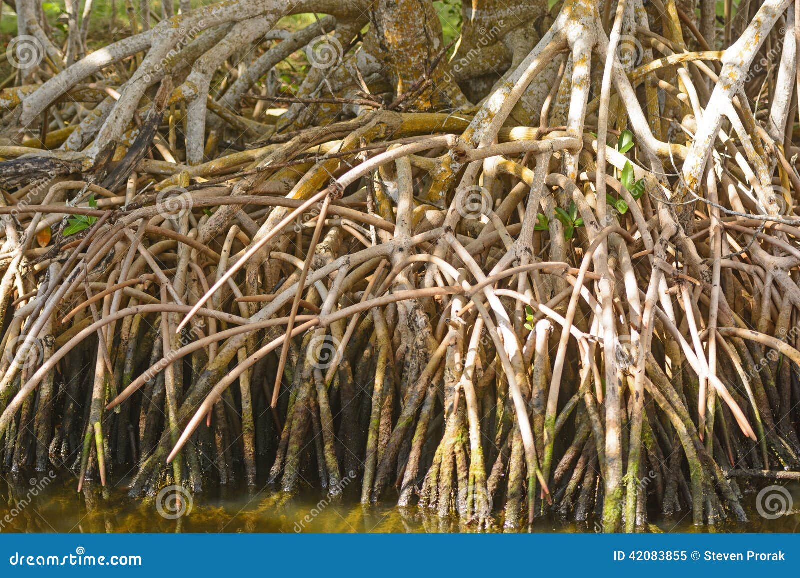 Red Mangrove Roots in the Tropics Stock Image - Image of tropical ...