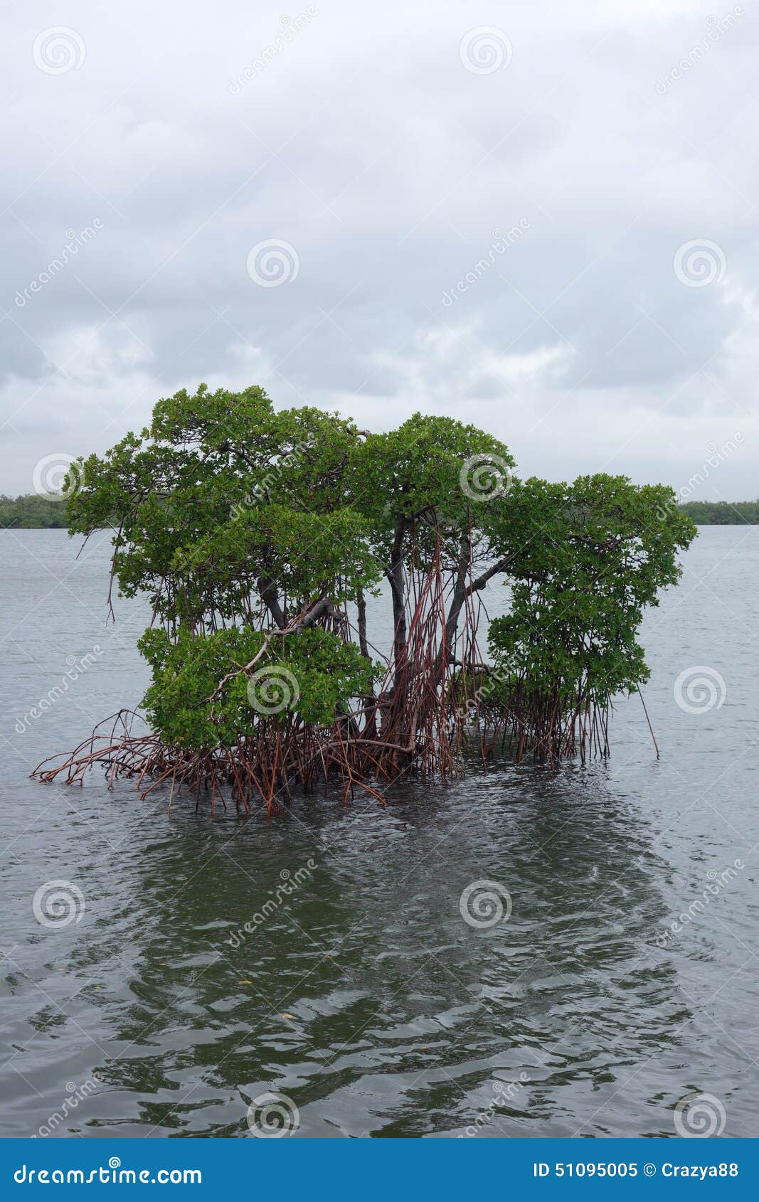 Red Mangrove Tree Stock Image | CartoonDealer.com #51095005