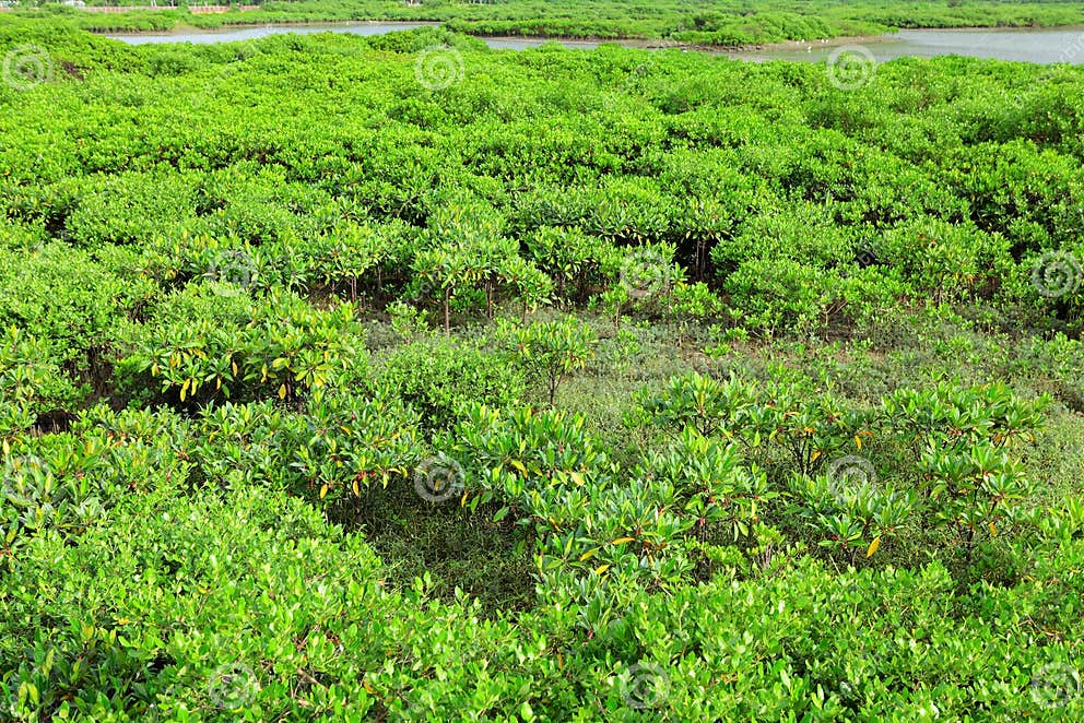 Red Mangrove wood stock photo. Image of kong, branch - 26653798