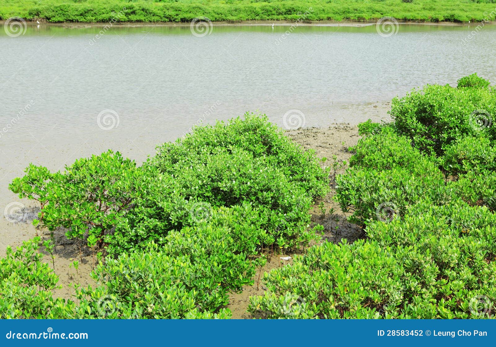 Red Mangrove wood stock photo. Image of branch, bush - 28583452