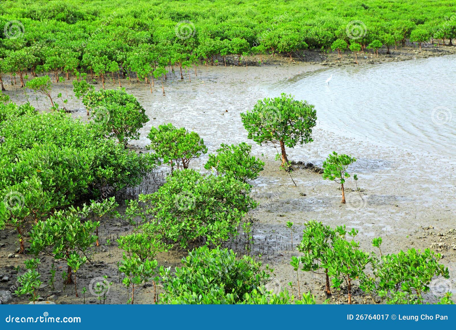Red Mangroves stock image. Image of ocean, trees, swamp - 26764017