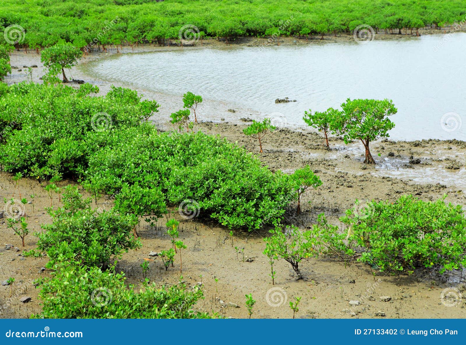 Red Mangroves stock photo. Image of mangrove, scary, beauty - 27133402