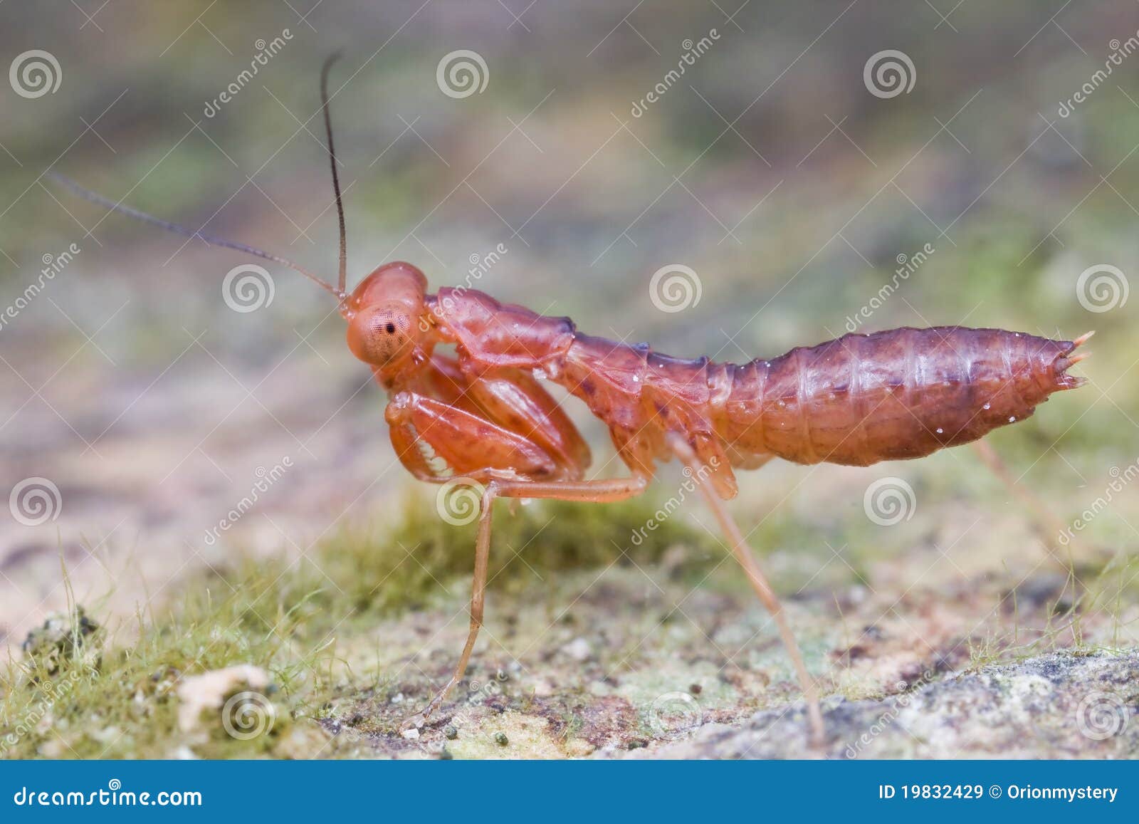 Red mantis nymph stock image. Image of park, kurt, nymph - 19832429