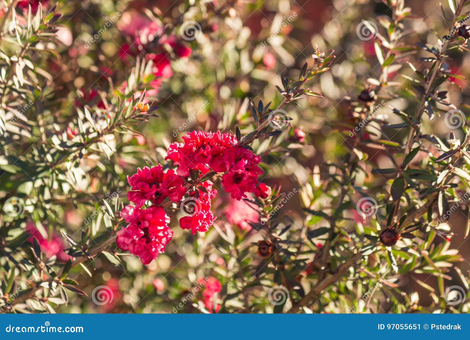 Red Manuka Tree Flowers in Bloom Stock Image - Image of pink, bush ...