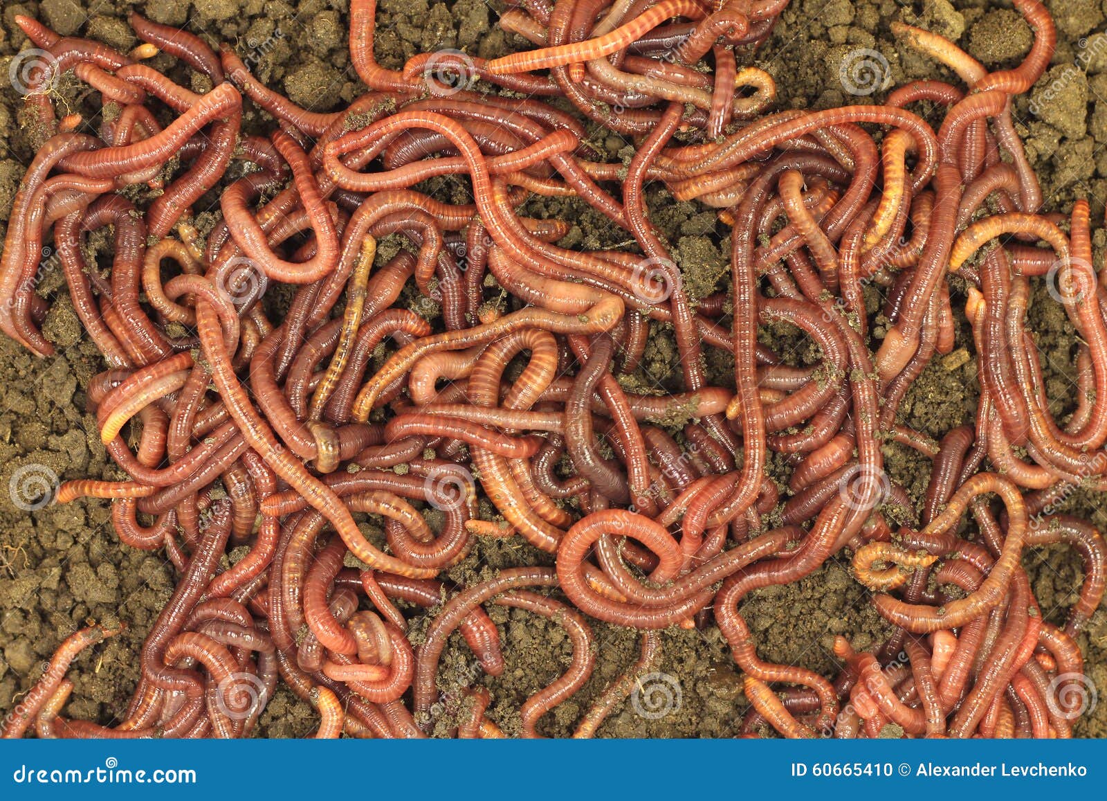 Red Manure Worms Background Stock Photo - Image of colony, bait: 60665410