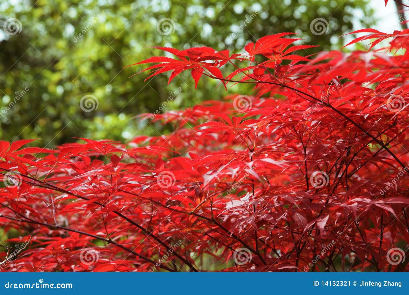 Red maple stock image. Image of stellate, fire, plant - 14132321