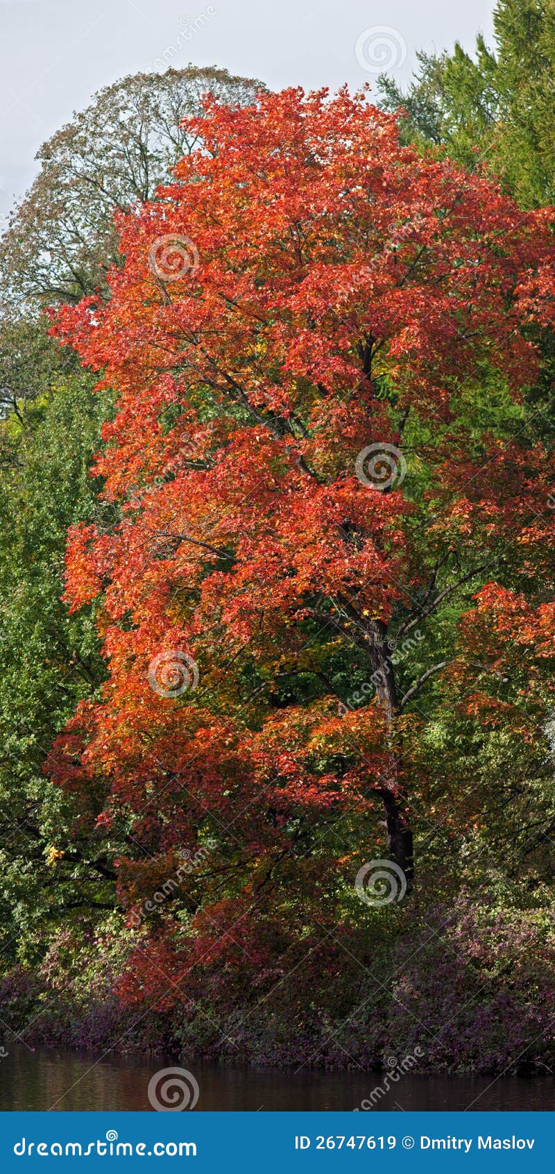 Red maple stock image. Image of landscape, park, nature - 26747619