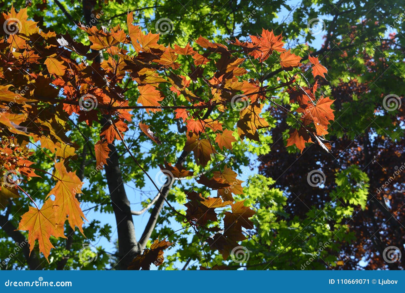 Red Maple Acer Rubrum Leaves in Spring on the Background of Green Maple ...