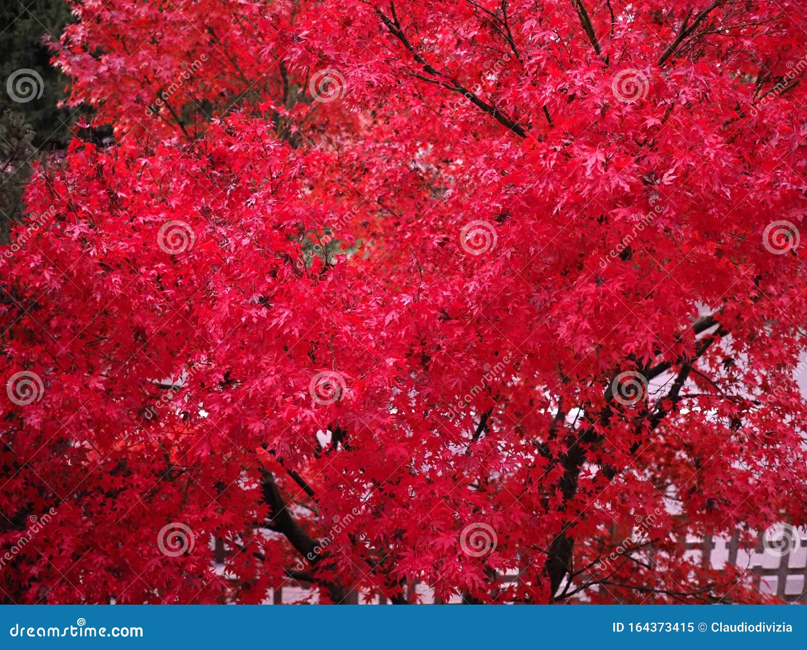 Red maple acer tree stock image. Image of greenery, canadian - 164373415