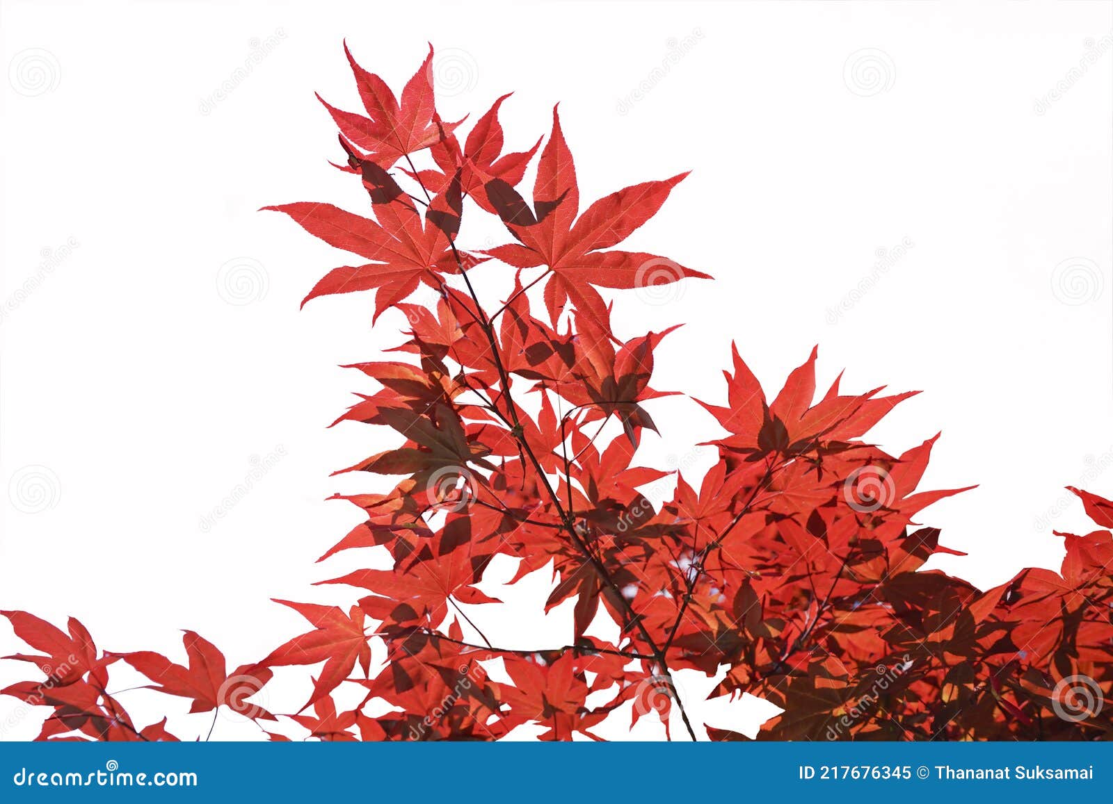 Red Maple Leaves with White Background. Stock Image - Image of bright ...