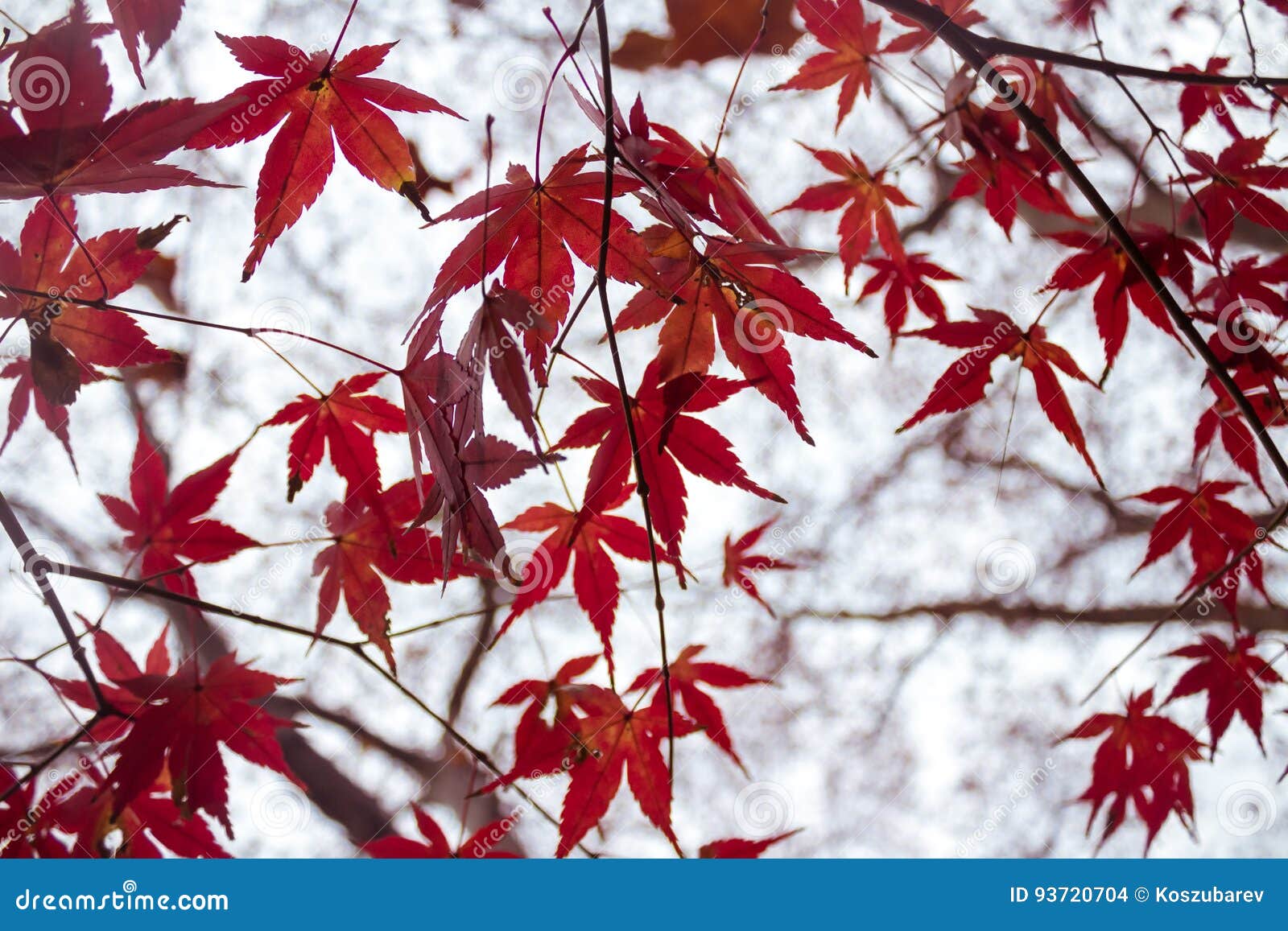 Red maple branch. stock photo. Image of backgrounds, beauty - 93720704