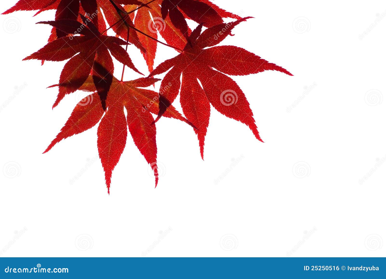 Red Maple Branch Isolated on White Stock Photo - Image of leaf ...