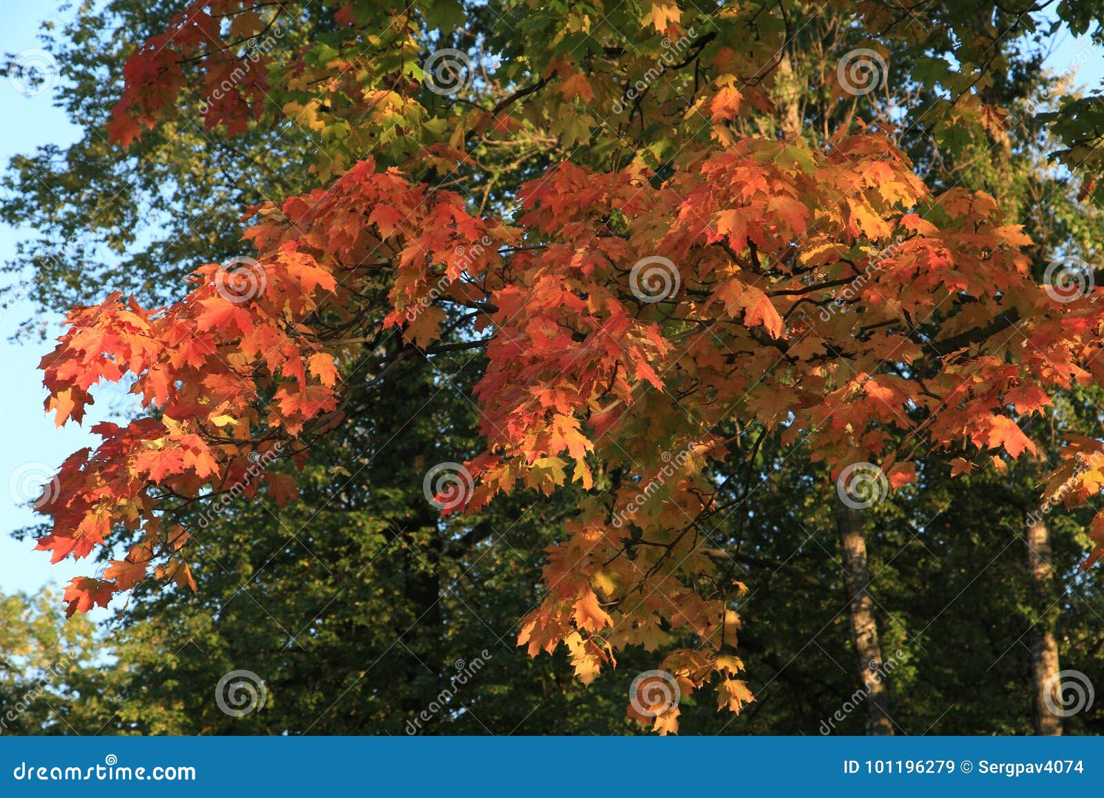 Red maple branches stock image. Image of closeup, light - 101196279
