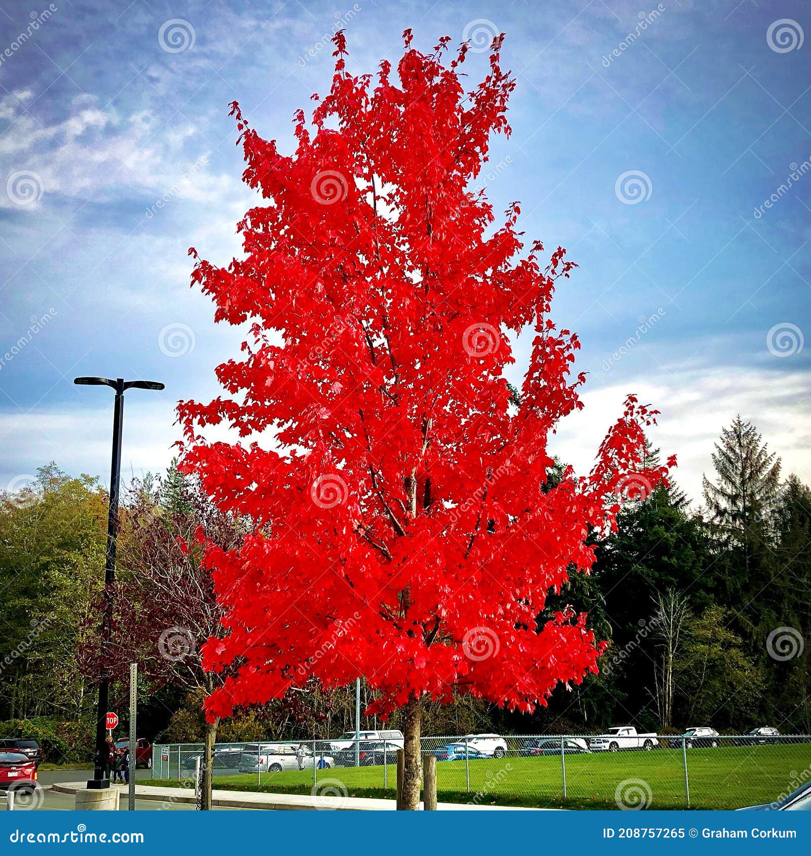 Red Maple stock image. Image of autumn, trees, bright - 208757265