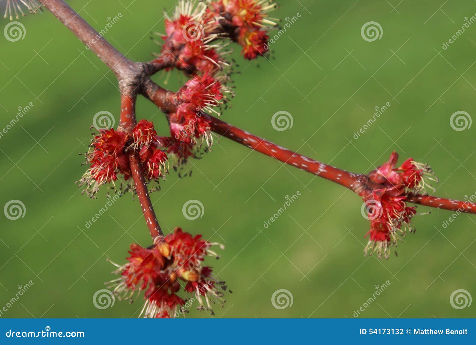 Red Maple Buds stock photo. Image of natural, grow, leaf - 54173132