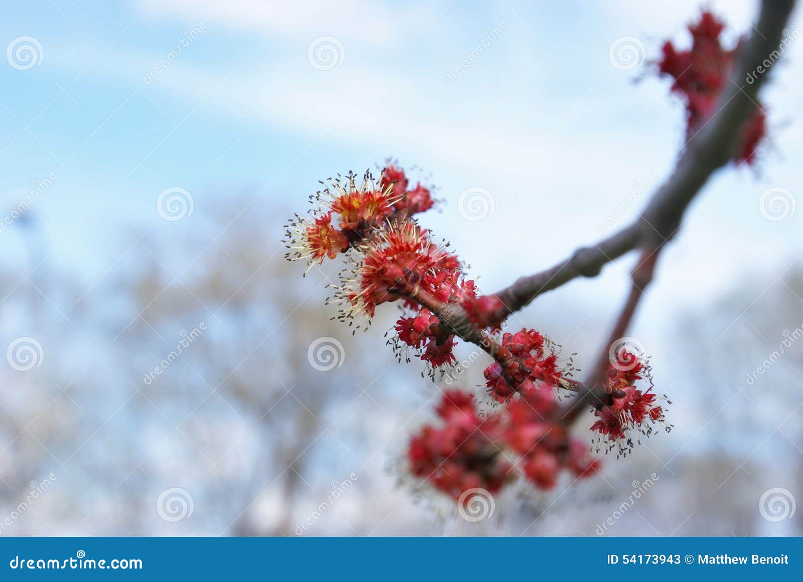 Red Maple Buds stock image. Image of green, buds, deciduous - 54173943