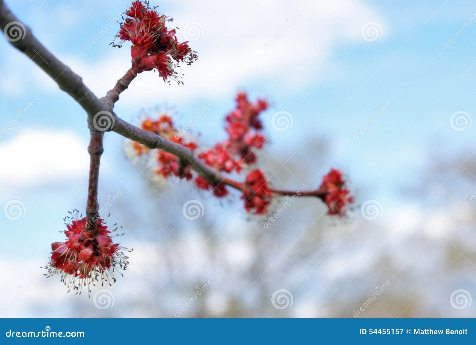 Red Maple Buds stock image. Image of closeup, green, fresh - 54455157