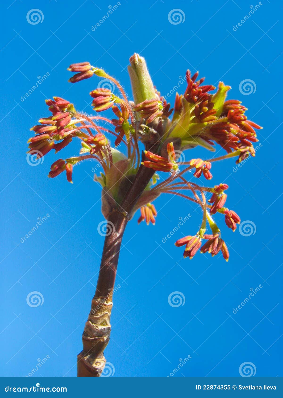 Red Maple Catkins Against Blue Sky Background Stock Image - Image of ...