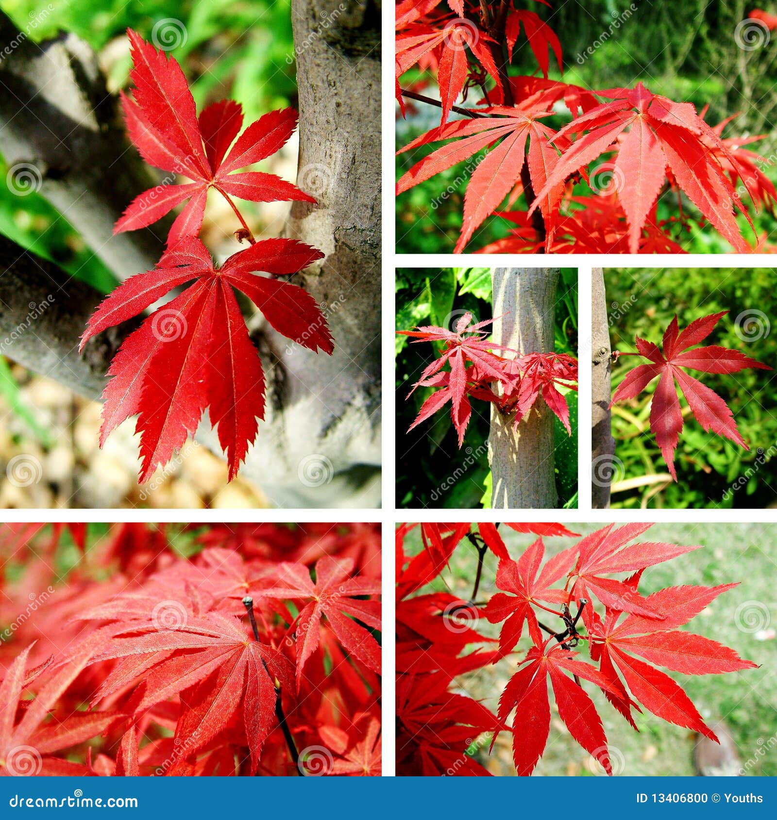 Red maple Collage stock photo. Image of leaf, beautiful - 13406800