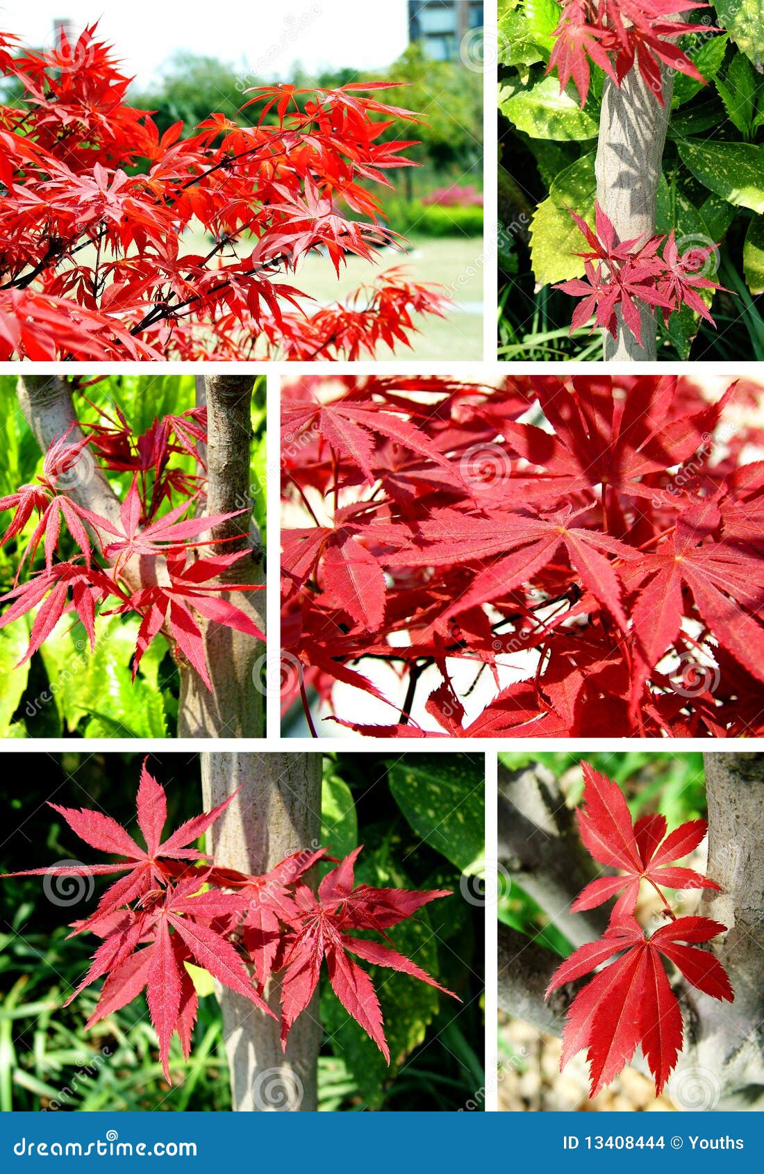 Red maple Collage stock photo. Image of border, macro - 13408444