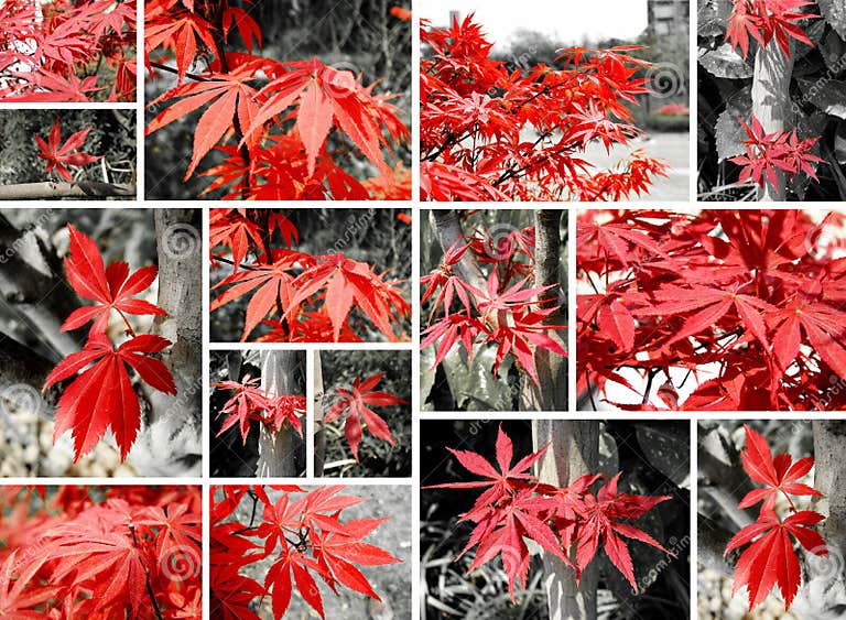 Red maple Collage stock image. Image of cheerful, garden - 13408937