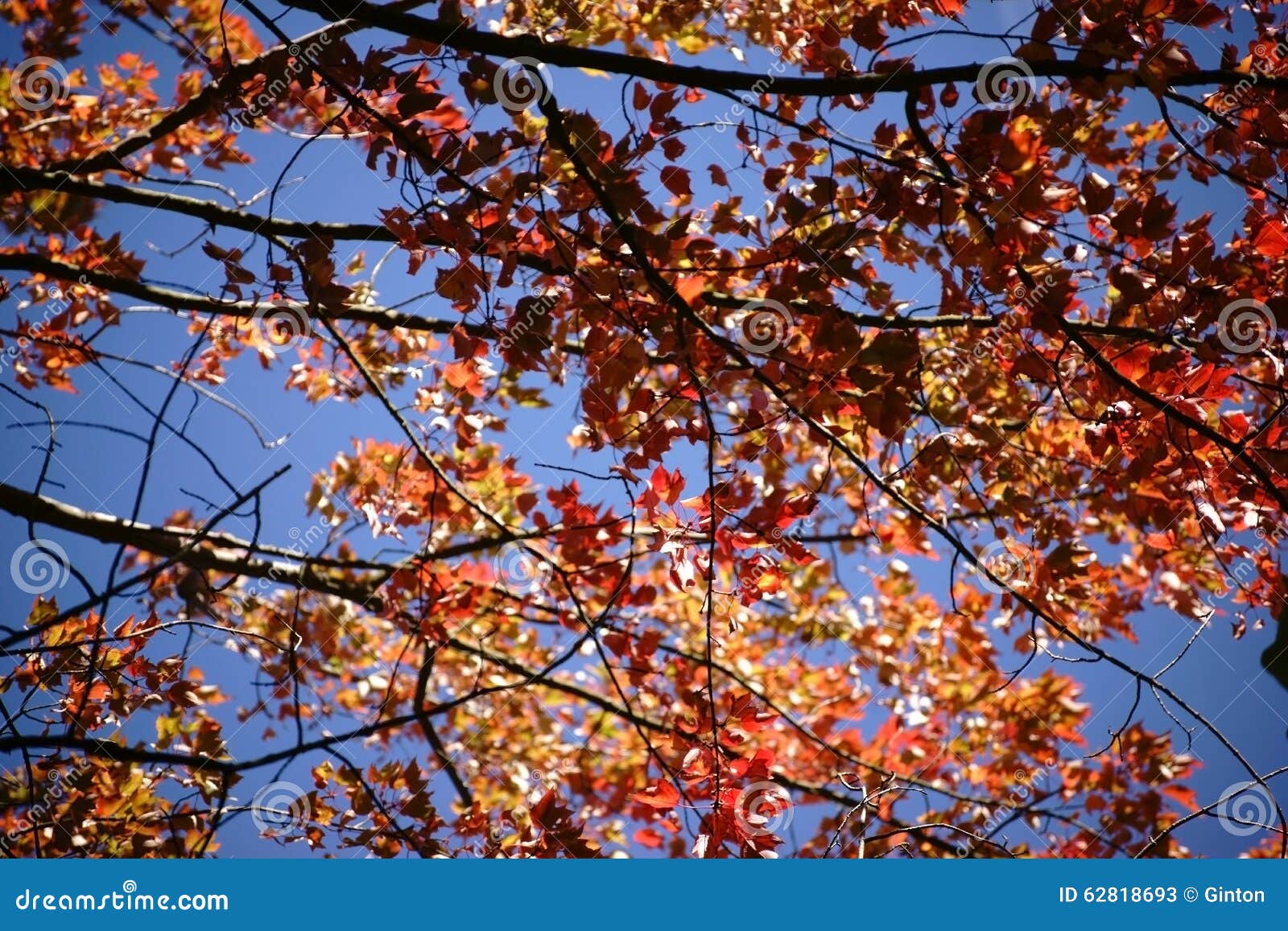 Red Maple in early autumn stock image. Image of maple - 62818693