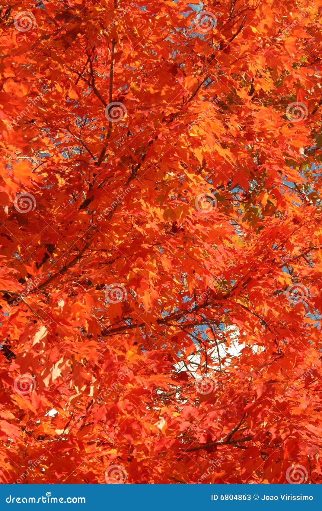Red Maple at fall stock image. Image of biology, pigment - 6804863