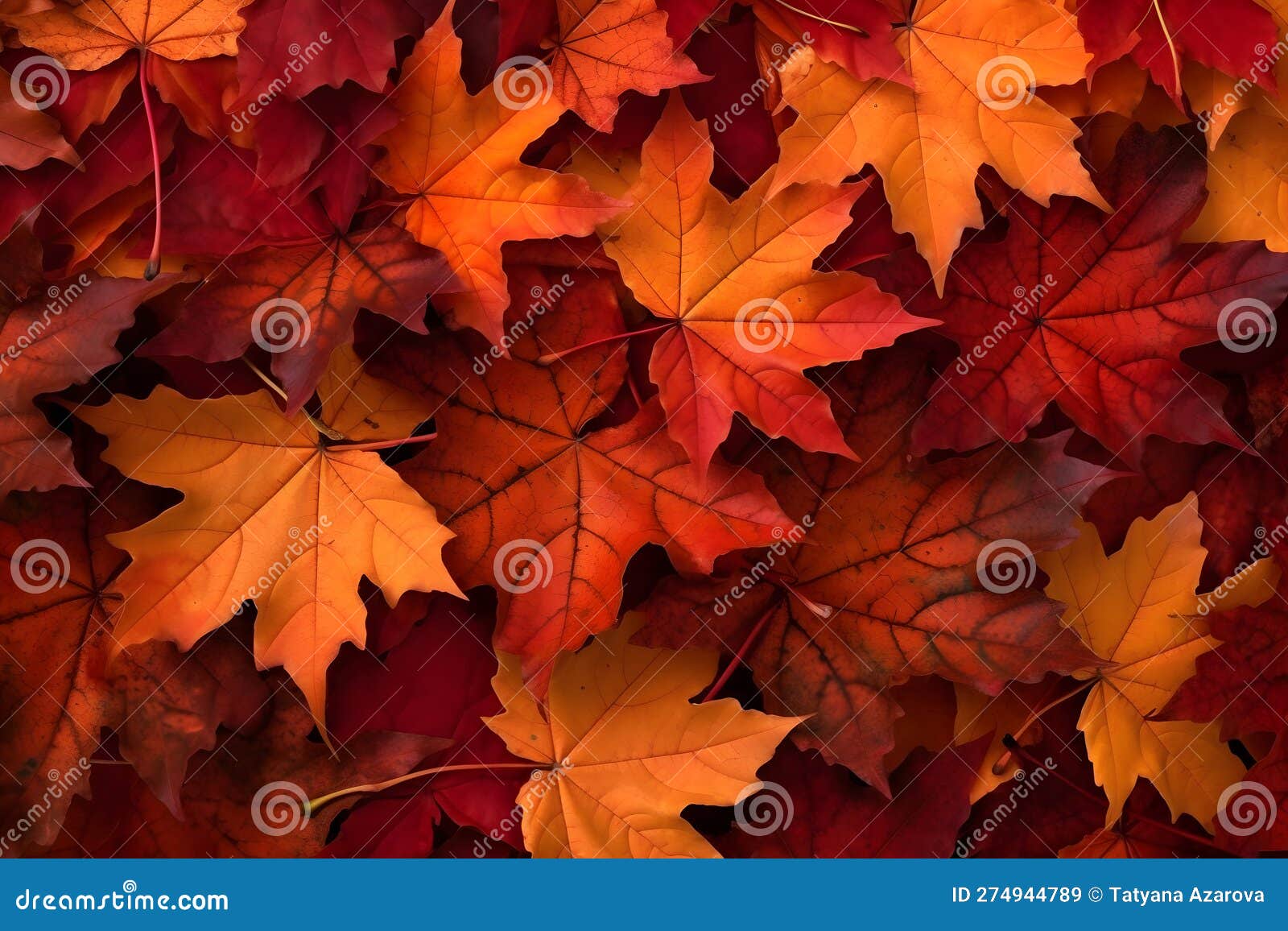 Red Maple Fall Leaves, Nature Pattern. Autumn Background, Flat Design ...