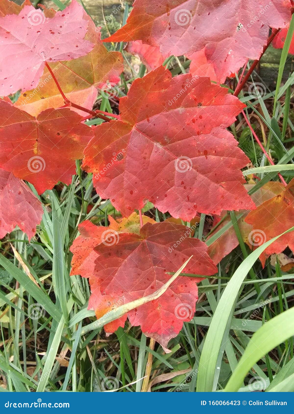 Red Maple in the Fall Time 3 Stock Image - Image of seasonal, leaves ...