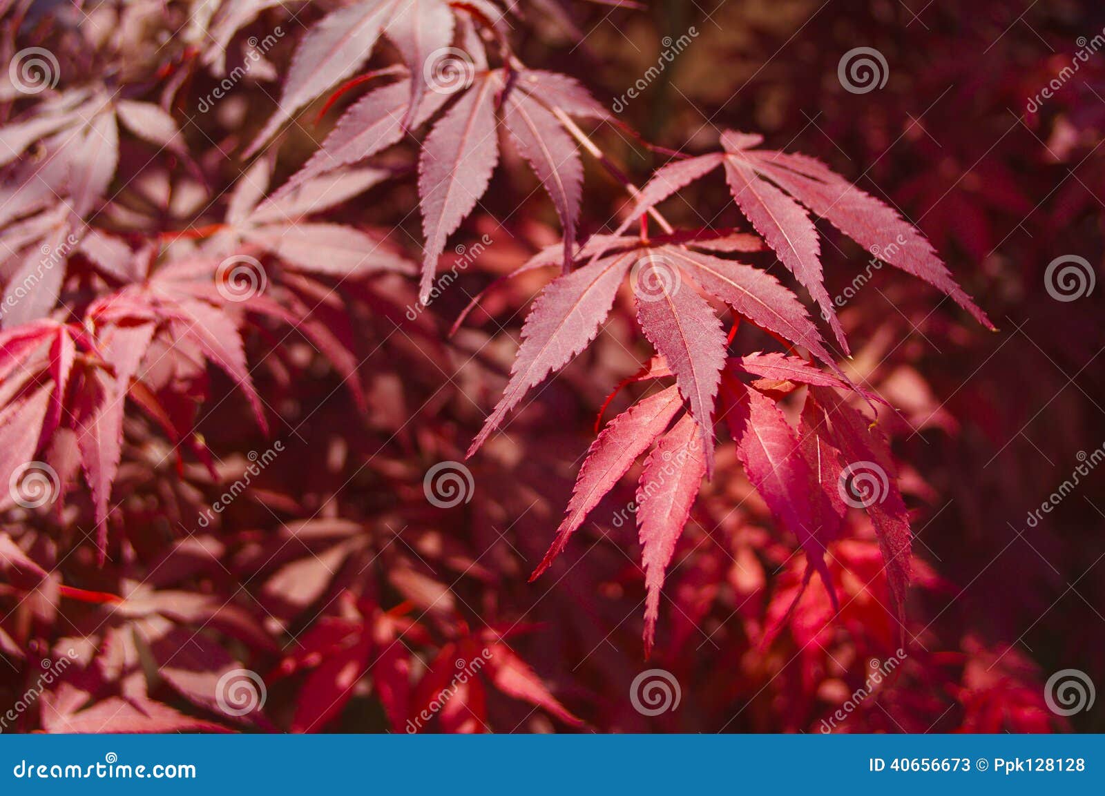 Red maple feathers stock image. Image of color, feathers - 40656673