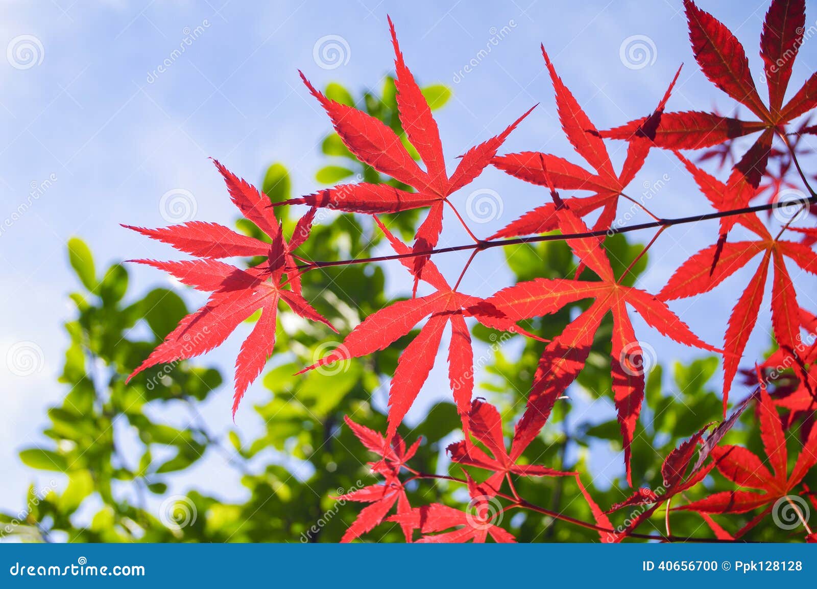 Red maple feathers stock photo. Image of yellow, pure - 40656700