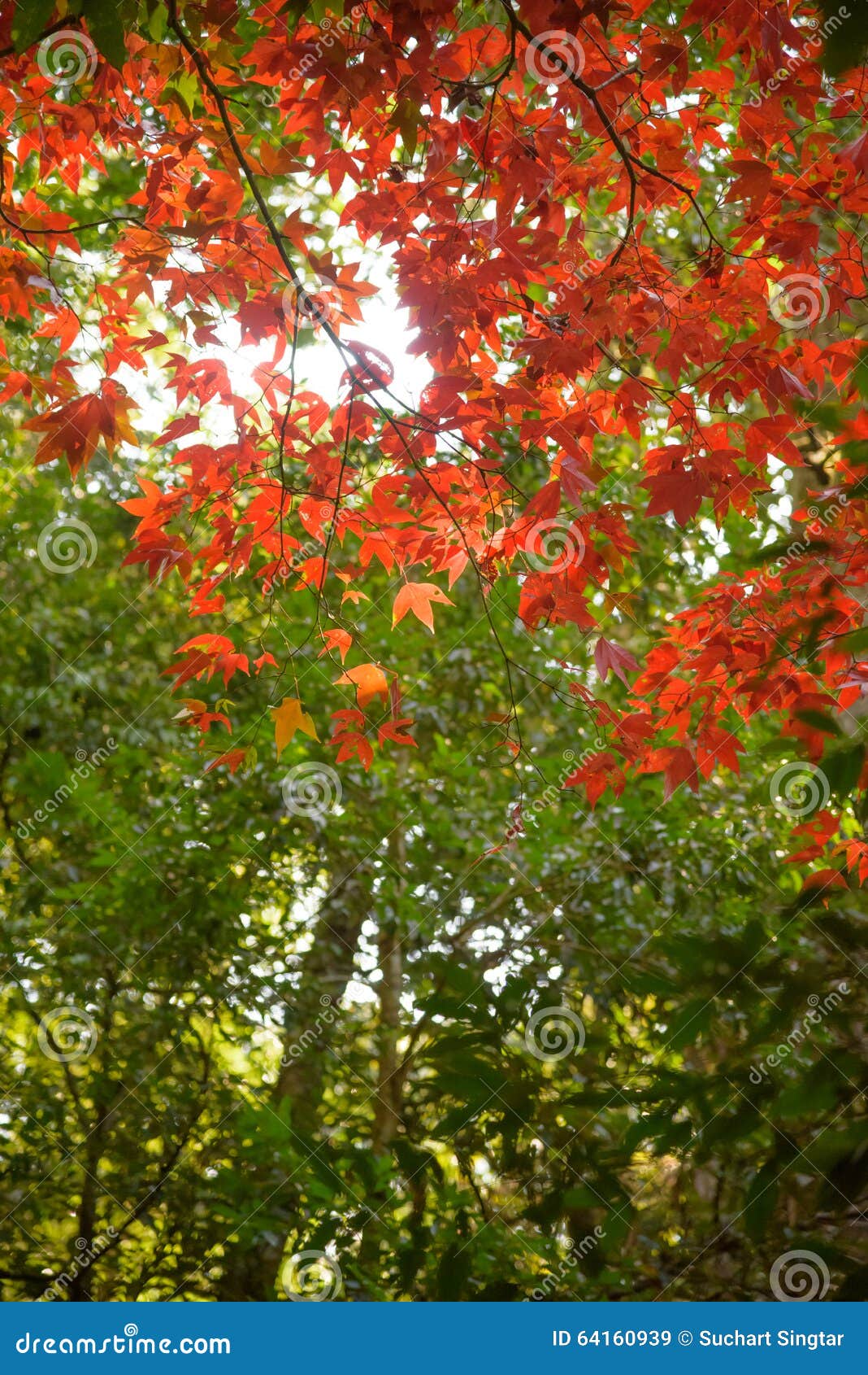Red maple in the forest stock image. Image of maple, autumn - 64160939